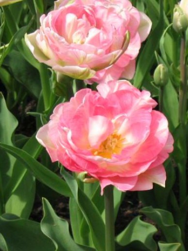 Tulipa 'Angelique' - Tulp | De Tuinen van Appeltern