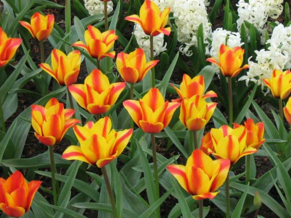 Tulipa 'Cape Cod' - Tulp | De Tuinen van Appeltern