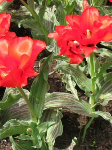 Tulipa 'Dubbele Roodkapje' - Tulp | De Tuinen van Appeltern