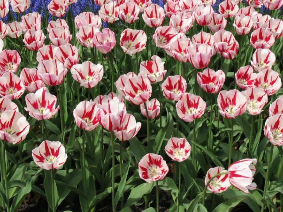 Tulipa 'Ice Follies' - Tulp | De Tuinen van Appeltern