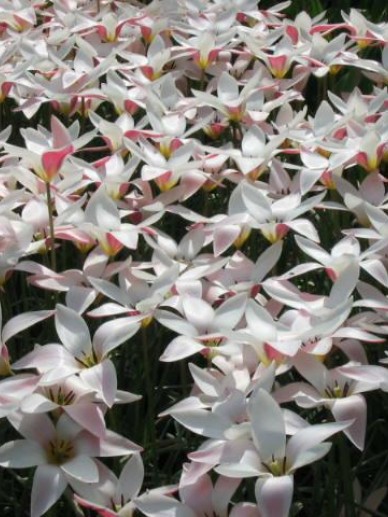 Tulipa 'Lady Jane' - Tulp | De Tuinen van Appeltern