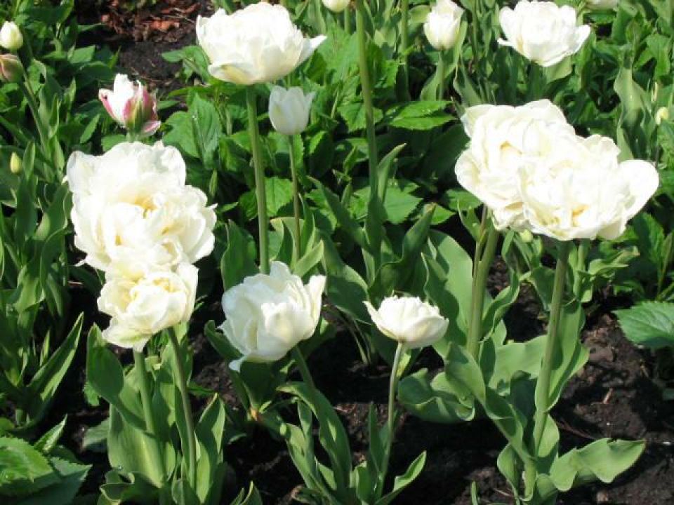 Tulipa 'Mount Tacoma' - Tulp | De Tuinen van Appeltern