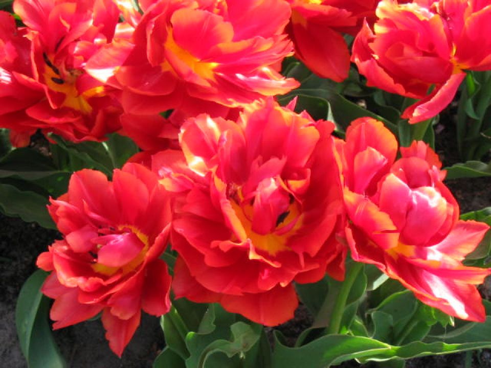 Tulipa 'Oranje Nassau' - Tulp | De Tuinen van Appeltern