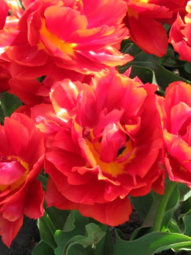 Tulipa 'Oranje Nassau' - Tulp | De Tuinen van Appeltern