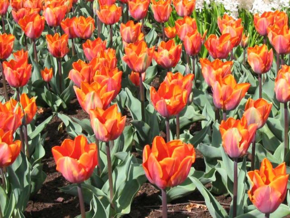 Tulipa 'Prinses Irene' - Tulp | De Tuinen van Appeltern