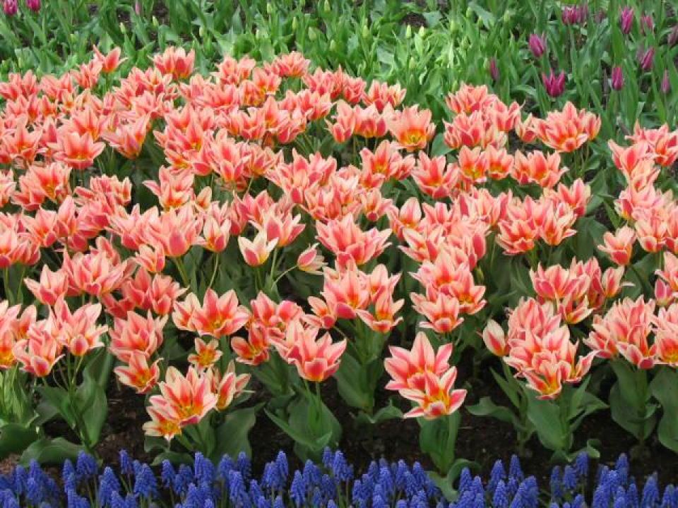 Tulipa 'Quebec' - Tulp | De Tuinen van Appeltern