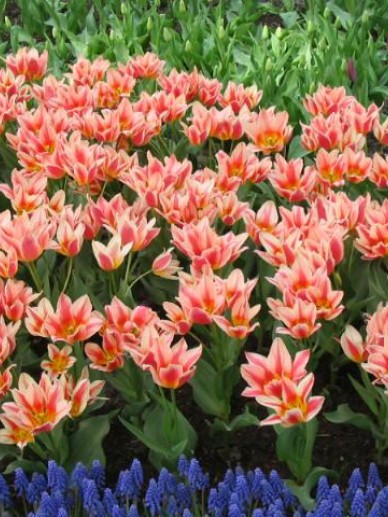 Tulipa 'Quebec' - Tulp | De Tuinen van Appeltern