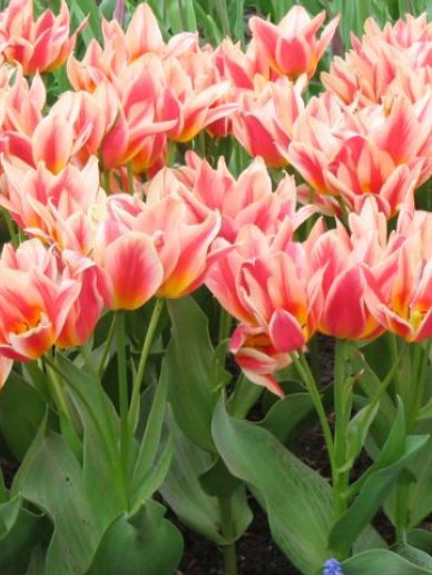 Tulipa 'Quebec' - Tulp | De Tuinen van Appeltern