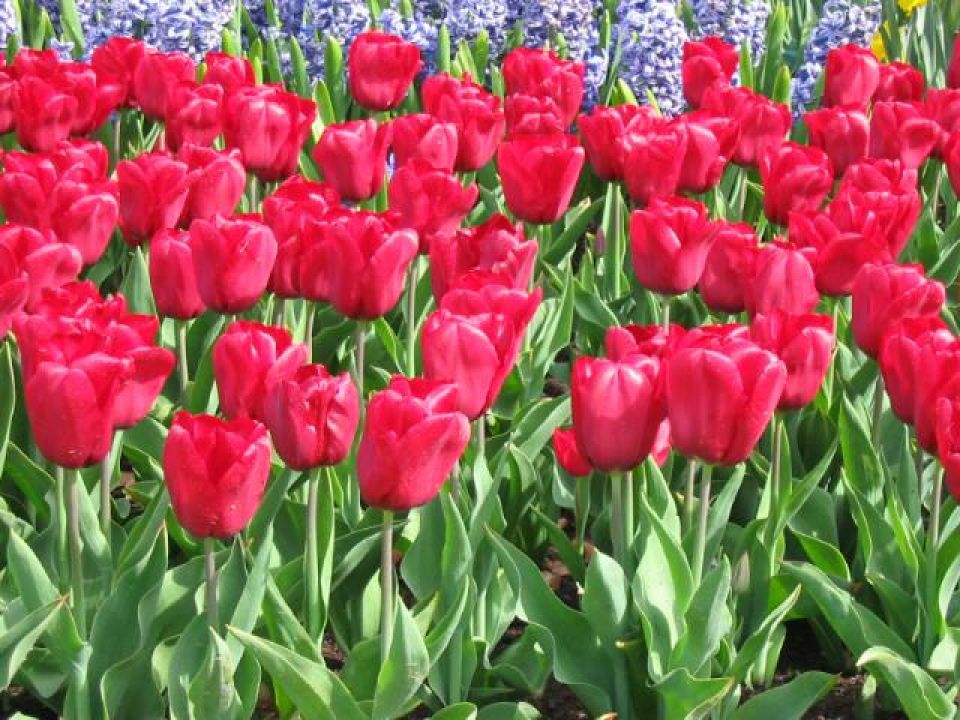 Tulipa 'Seadov' - Tulp | De Tuinen van Appeltern