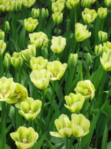 Droom Tuin | De Tuinen van Appeltern