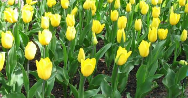 Tulipa 'Strong Gold' - Tulp | De Tuinen van Appeltern