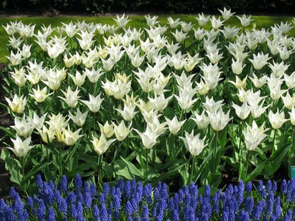 Tulipa 'Tres Chic' - Tulp | De Tuinen van Appeltern