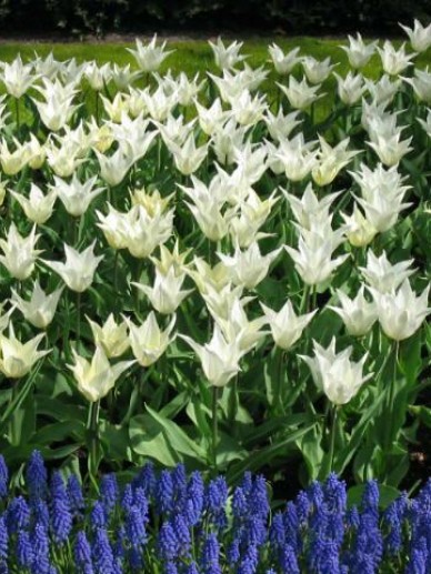 Tulipa 'Tres Chic' - Tulp | De Tuinen van Appeltern