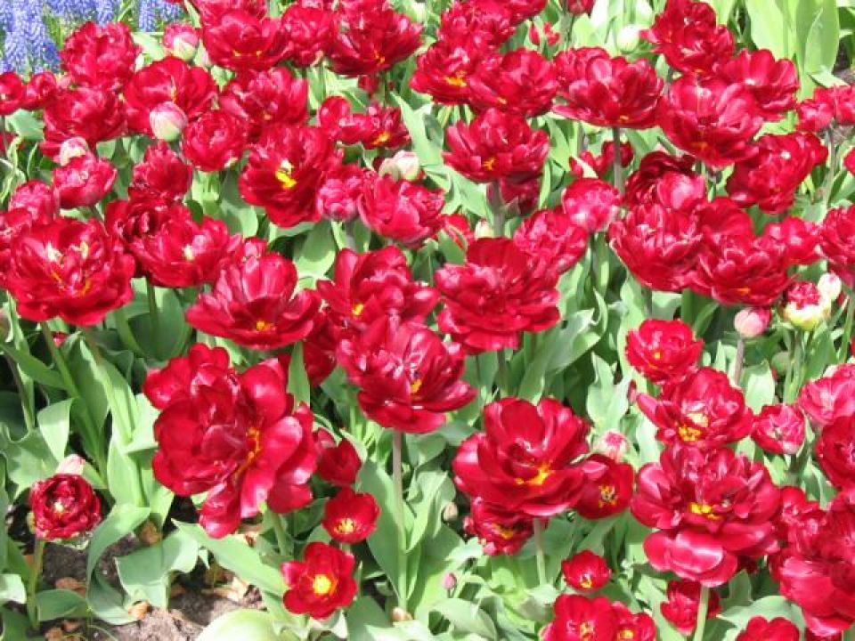 Tulipa 'Uncle Tom' - Tulp | De Tuinen van Appeltern