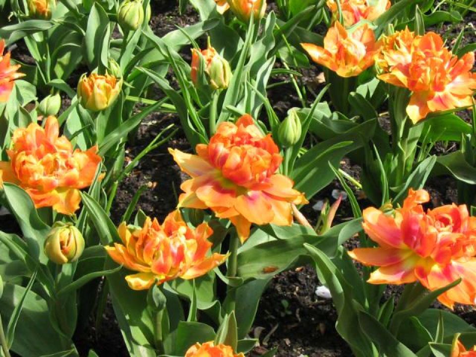 Tulipa 'Willem van Oranje' - Tulp | De Tuinen van Appeltern
