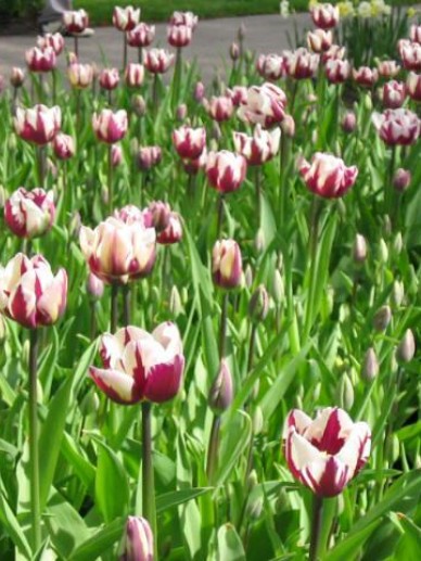 Tulipa 'Zurel' - Tulp | De Tuinen van Appeltern