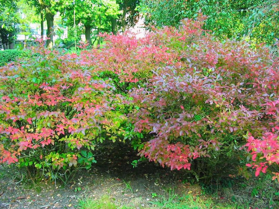Vaccinium corymbosum 'Goldtraube 71' - Amerikaanse bosbes , Blauwe bes ...