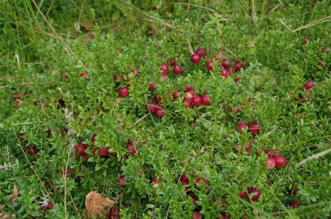 Vaccinium macrocarpon - Veenbes | De Tuinen van Appeltern