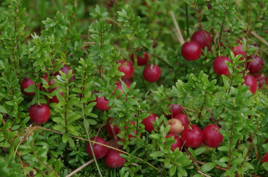 Vaccinium macrocarpon - Veenbes | De Tuinen van Appeltern