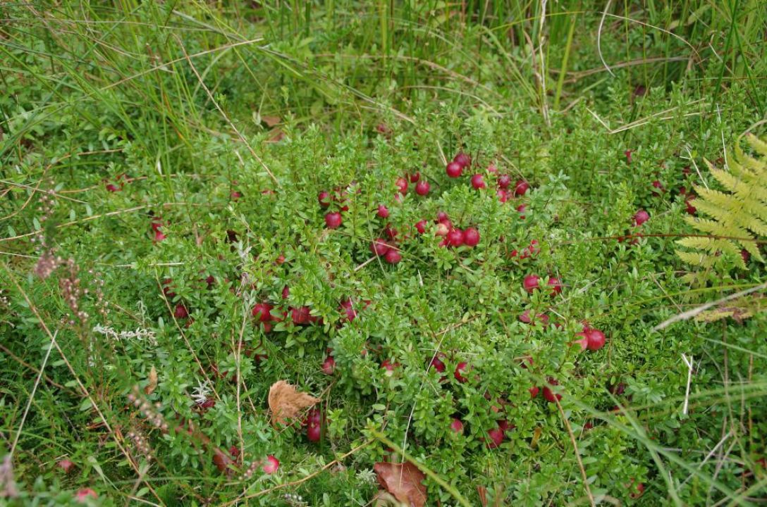Vaccinium macrocarpon - Veenbes | De Tuinen van Appeltern
