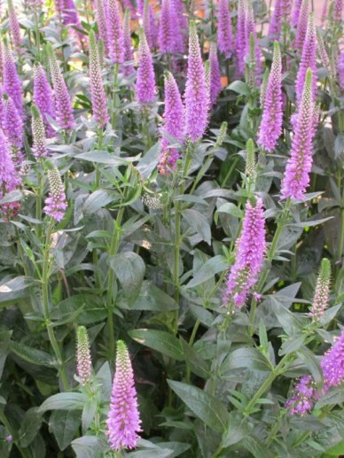 Veronica 'Purpleicious' - Ereprijs | De Tuinen van Appeltern
