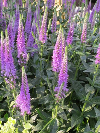 Veronica 'Purpleicious' - Ereprijs | De Tuinen van Appeltern