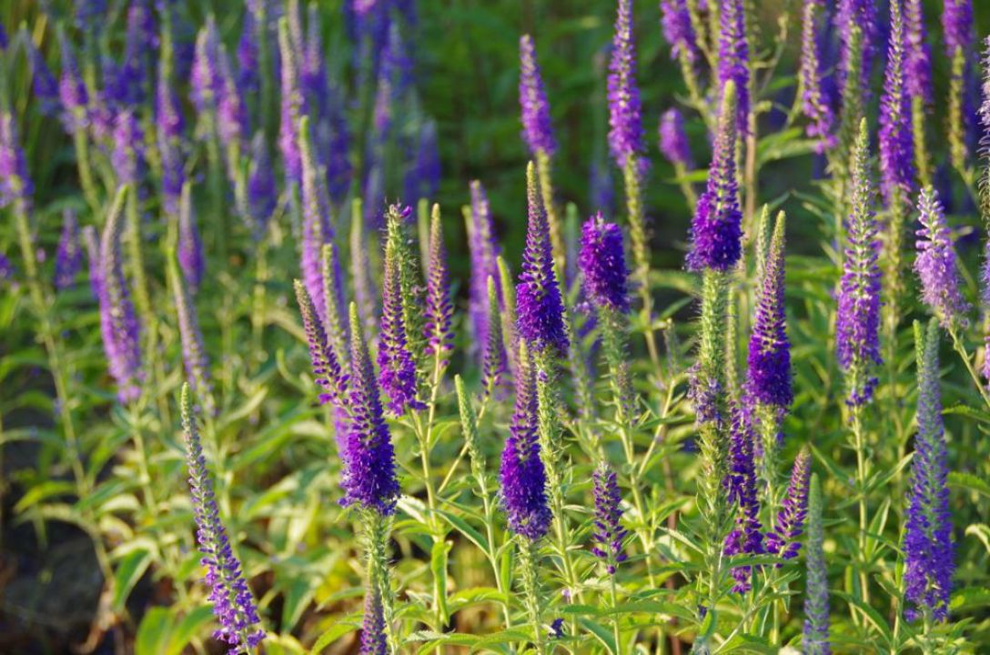 Veronica spicata 'Romiley Purple' - Aar-ereprijs | De Tuinen van Appeltern