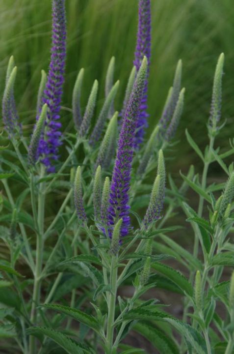 Veronica spicata 'Romiley Purple' - Aar-ereprijs | De Tuinen van Appeltern
