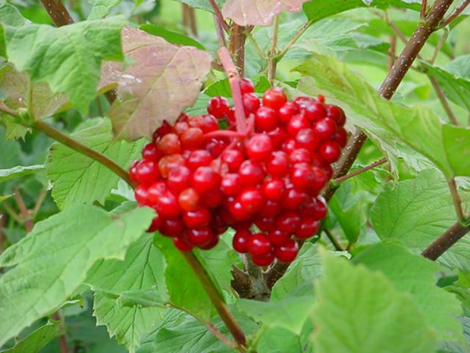 Viburnum opulus - Gelderse roos | De Tuinen van Appeltern