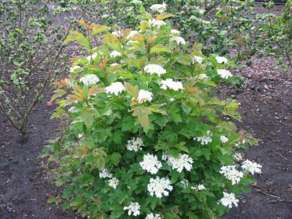 Viburnum opulus 'Compactum' - Gelderse roos | De Tuinen van Appeltern