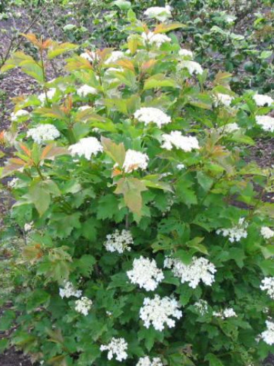 Viburnum opulus 'Compactum' - Gelderse roos | De Tuinen van Appeltern
