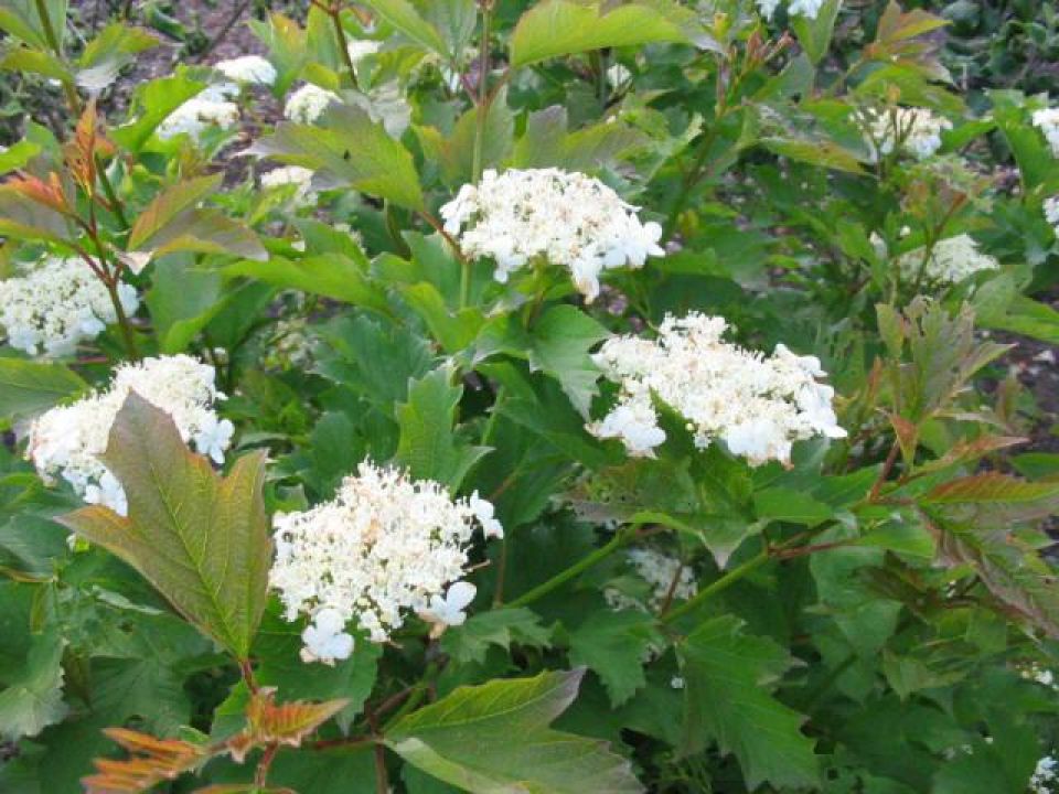 Viburnum opulus 'Compactum' - Gelderse roos | De Tuinen van Appeltern