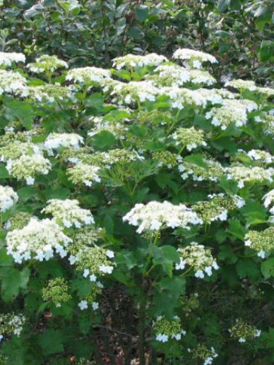 Viburnum opulus 'Compactum' - Gelderse roos | De Tuinen van Appeltern