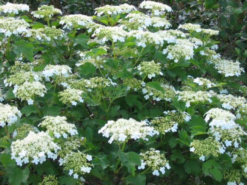 Viburnum opulus 'Compactum' - Gelderse roos | De Tuinen van Appeltern