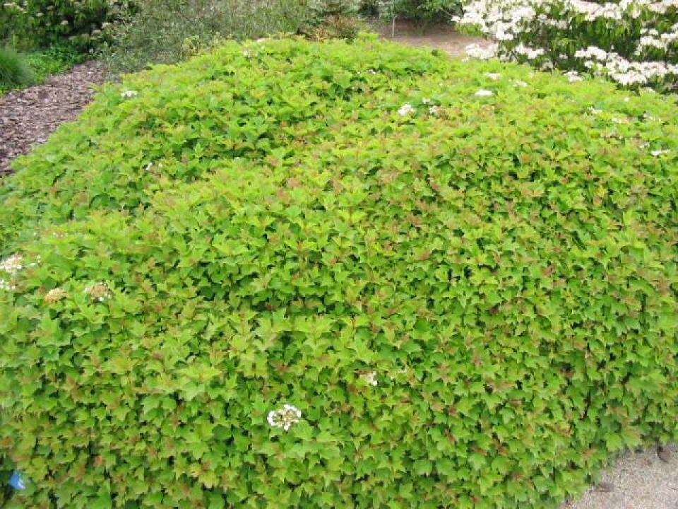 Viburnum opulus 'Nanum' - Gelderse roos | De Tuinen van Appeltern