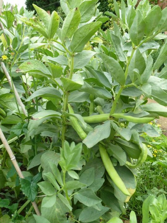 Vicia faba - Tuinboon , Labbonen | De Tuinen van Appeltern