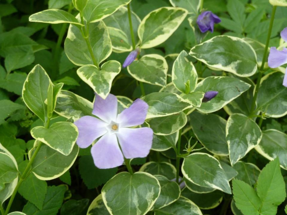 Vinca major 'Variegata' - Grote maagdenpalm | De Tuinen van Appeltern