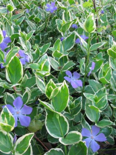 Vinca major 'Variegata' - Grote maagdenpalm | De Tuinen van Appeltern