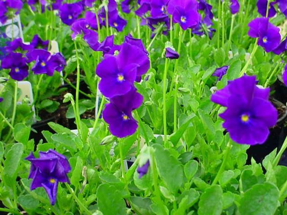 Viola 'Martin' - Hoornviooltje , Vaste viool | De Tuinen van Appeltern