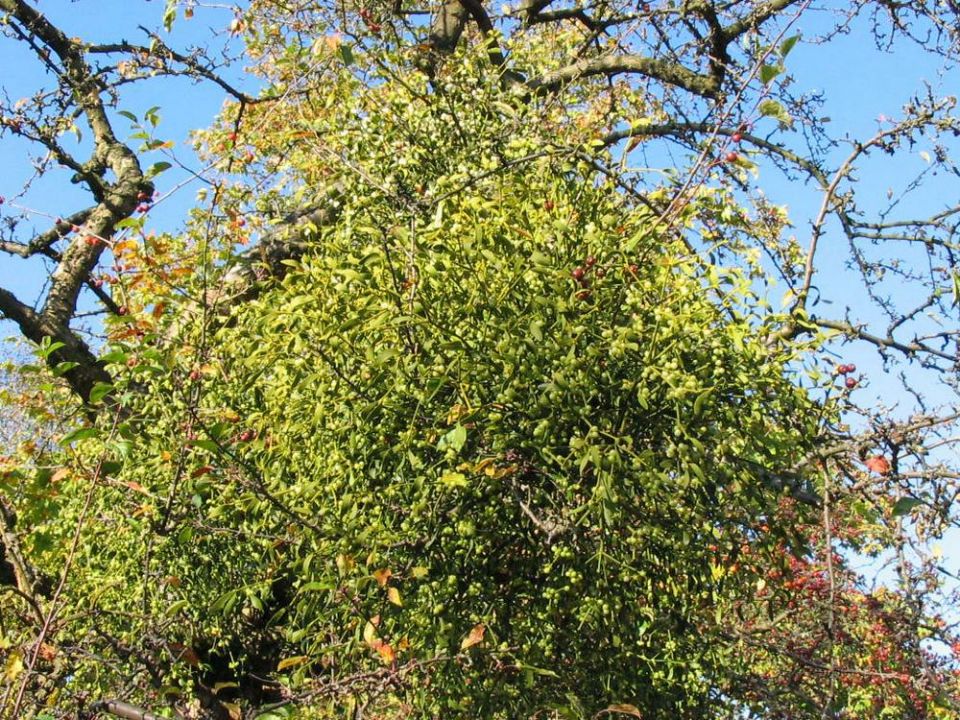 Viscum album - Maretak , Mistletoe , Vogellijm | De Tuinen van Appeltern