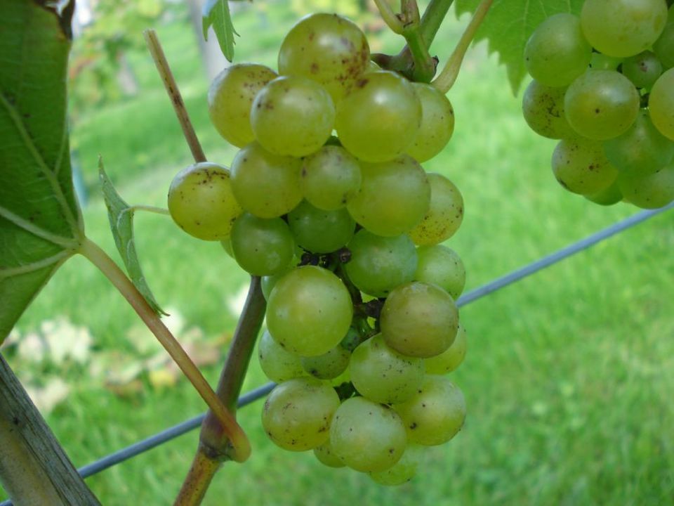 Vitis 'Phönix' - Wijnstok , Wijndruif | De Tuinen van Appeltern