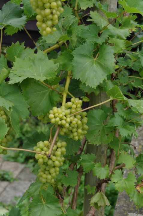 Vitis 'Vroege van der Laan' - Witte druif | De Tuinen van Appeltern