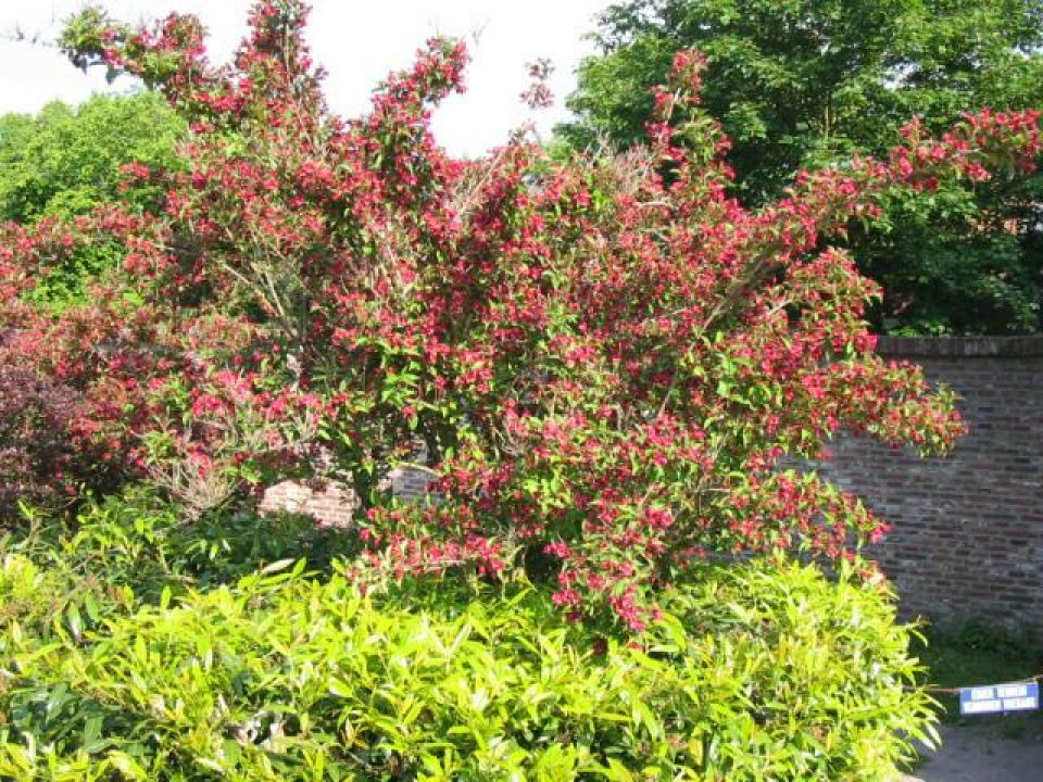 Weigela 'Bristol Ruby' - Weigelia | De Tuinen van Appeltern