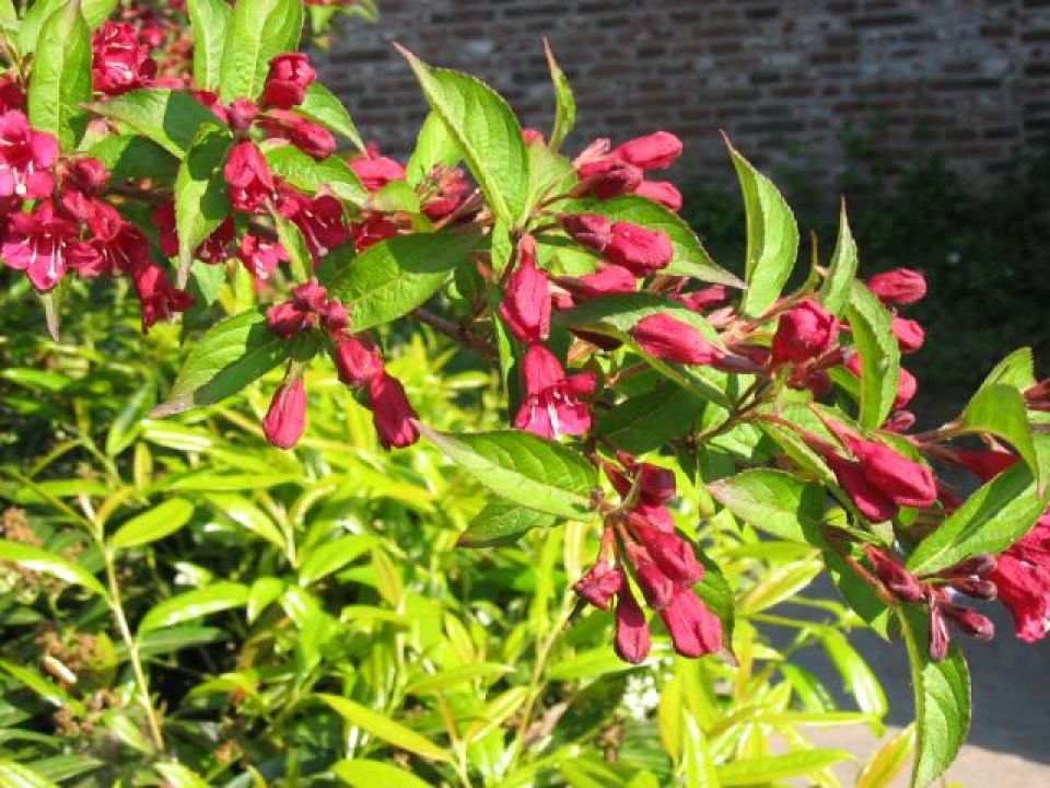 Weigela 'Bristol Ruby' - Weigelia | De Tuinen van Appeltern