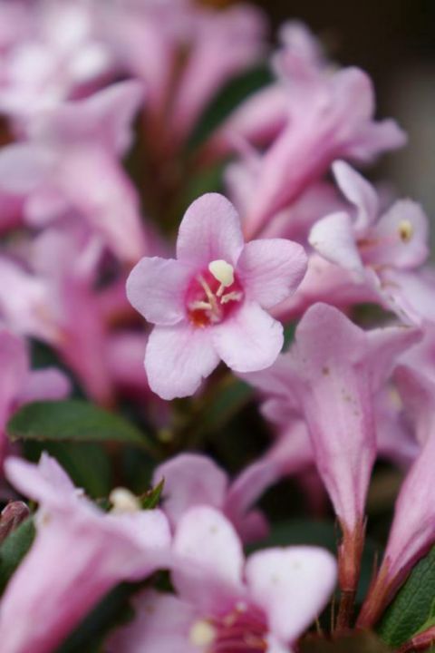 Weigela florida 'Pink Poppet' (='Plangen') - Weigelia | De Tuinen van ...