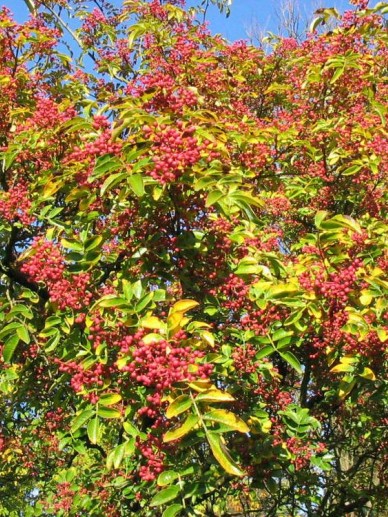 Zanthoxylum simulans - Chinese szechuanpeper , Kiespijnboom | De Tuinen ...