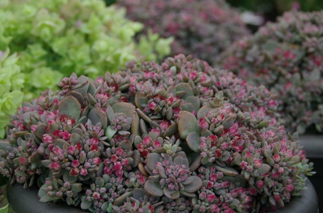 × Sedoro 'Sunsparkler Blue Elf' (='Blue Elf') - Vetkruid | De Tuinen ...