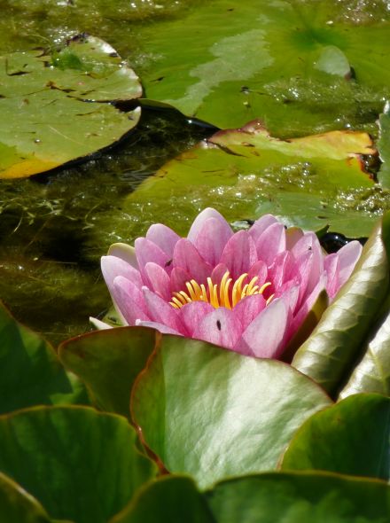 Nymphaea 'René Gérard' - | De Tuinen van Appeltern