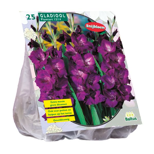 Gladiolus Plumtart (paarse gladiool) | De Tuinen van Appeltern