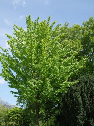 Acer rubrum - Canadese esdoorn , Rode esdoorn | De Tuinen van Appeltern